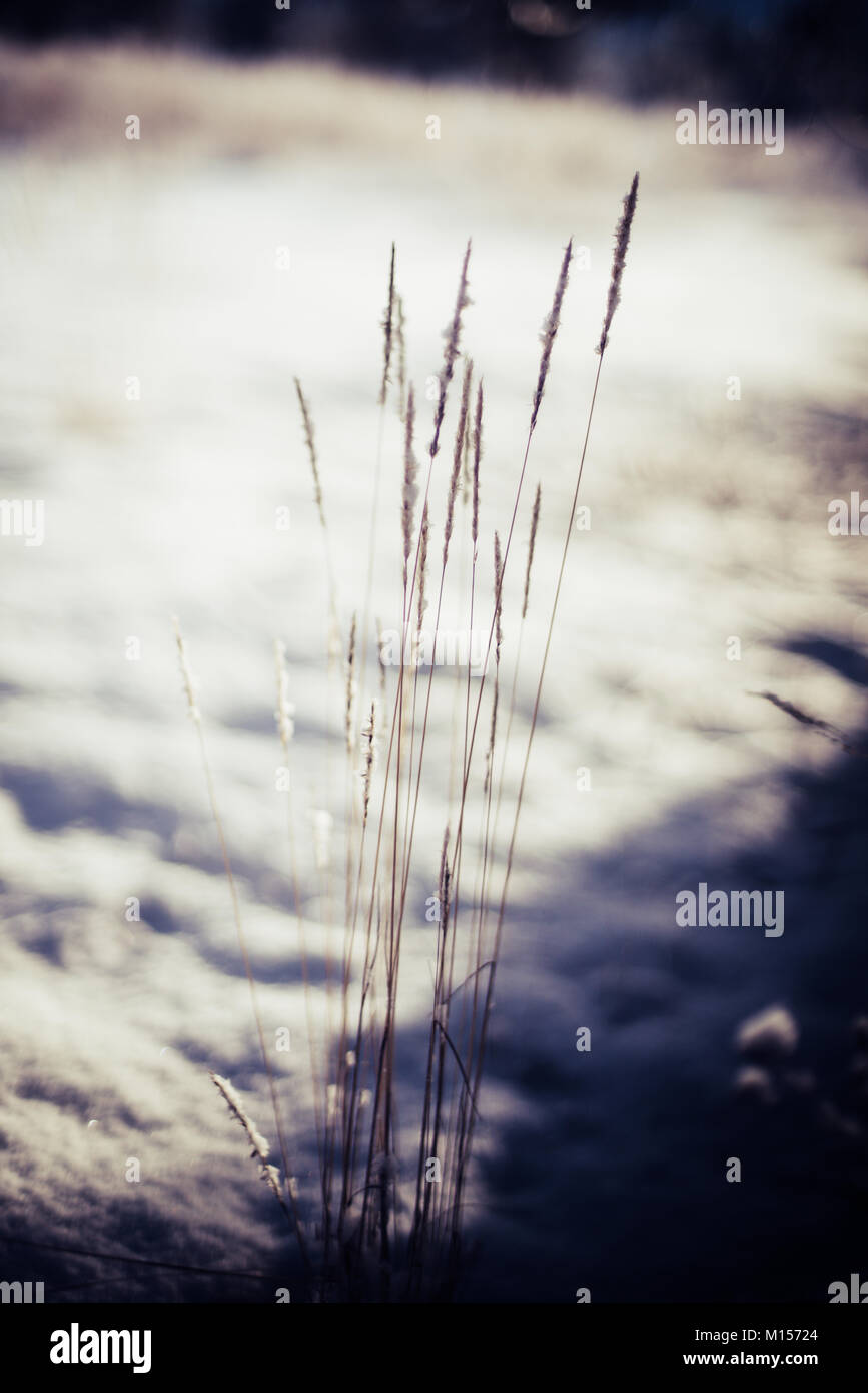Natural Wild Grass Detail on frosty winter morning in the forest, with ...