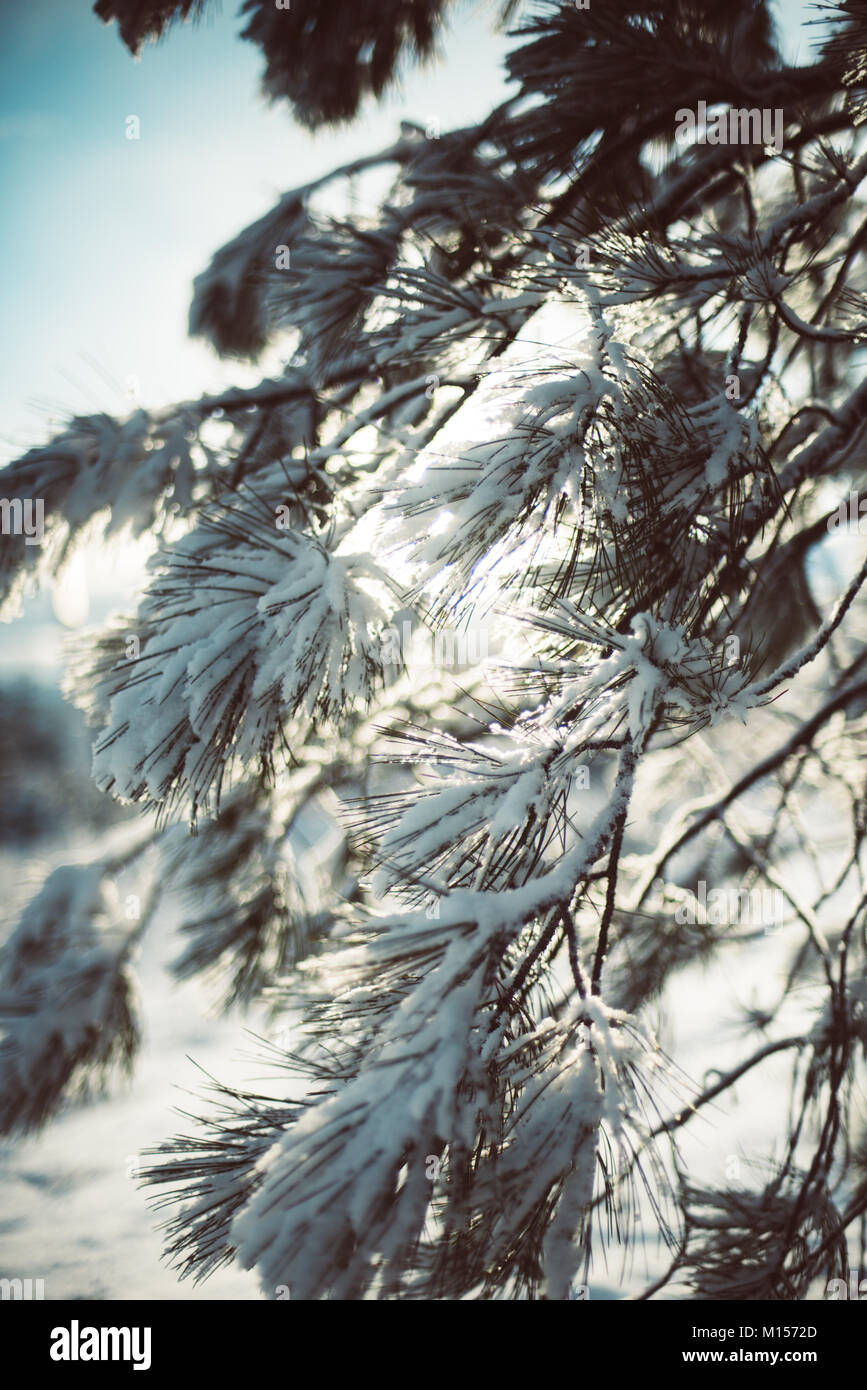 Heavy winter snow on pine branches closeup with filtered morning sun on ...