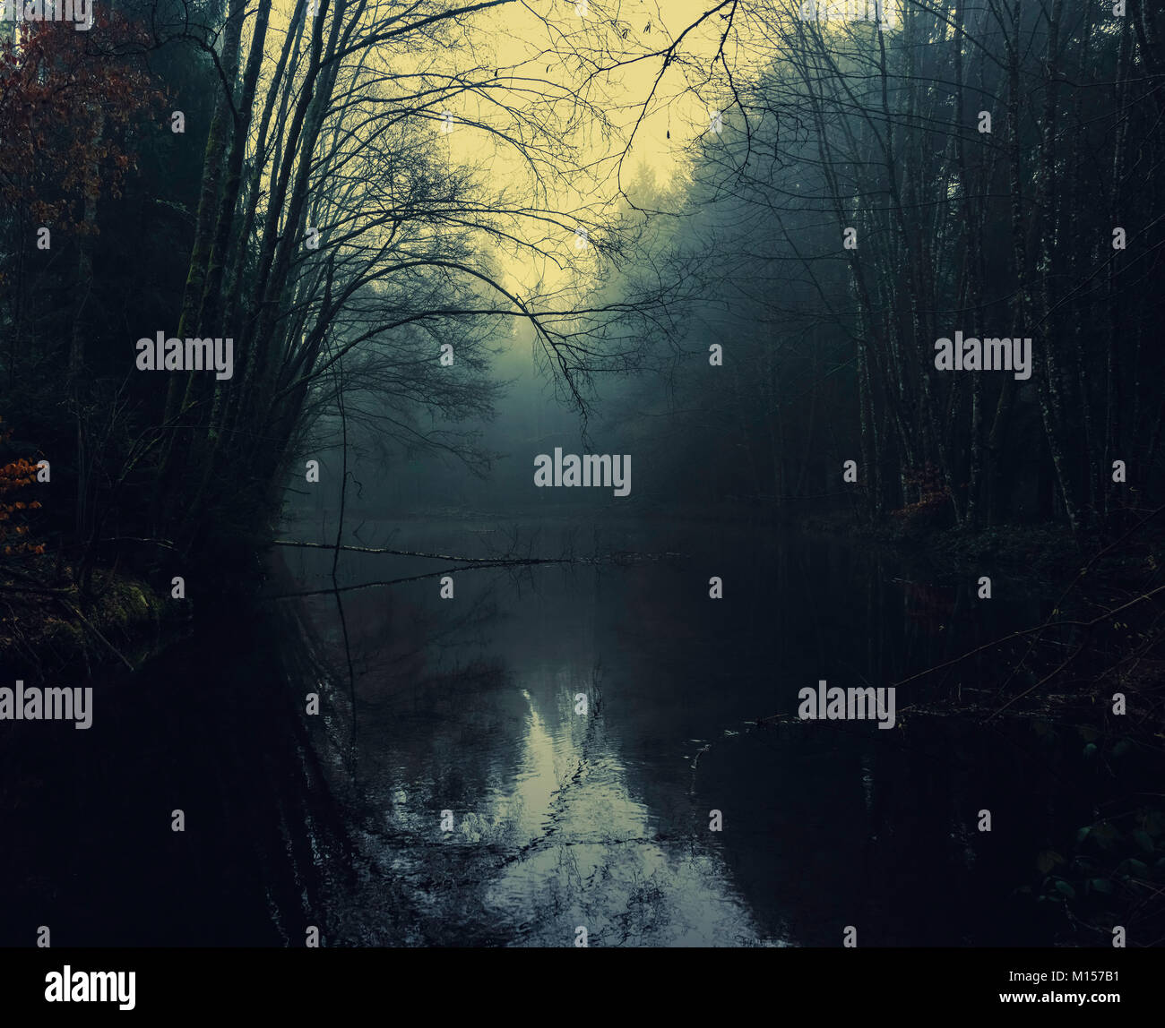 Dark fantasy forest hi-res stock photography and images - Alamy