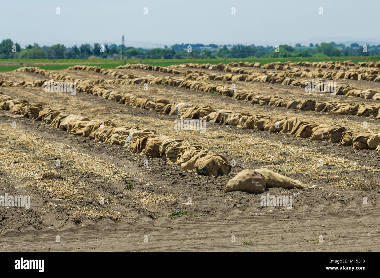 Onion Farm Stock Photos & Onion Farm Stock Images - Alamy