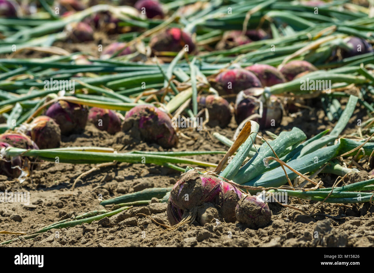 Bags of onions hi-res stock photography and images - Alamy