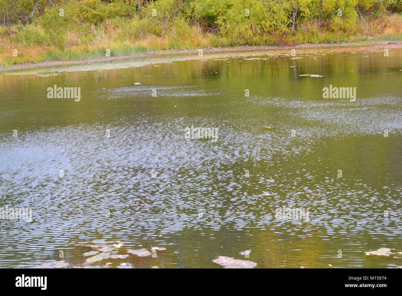 Ripples in the pond hi-res stock photography and images - Alamy