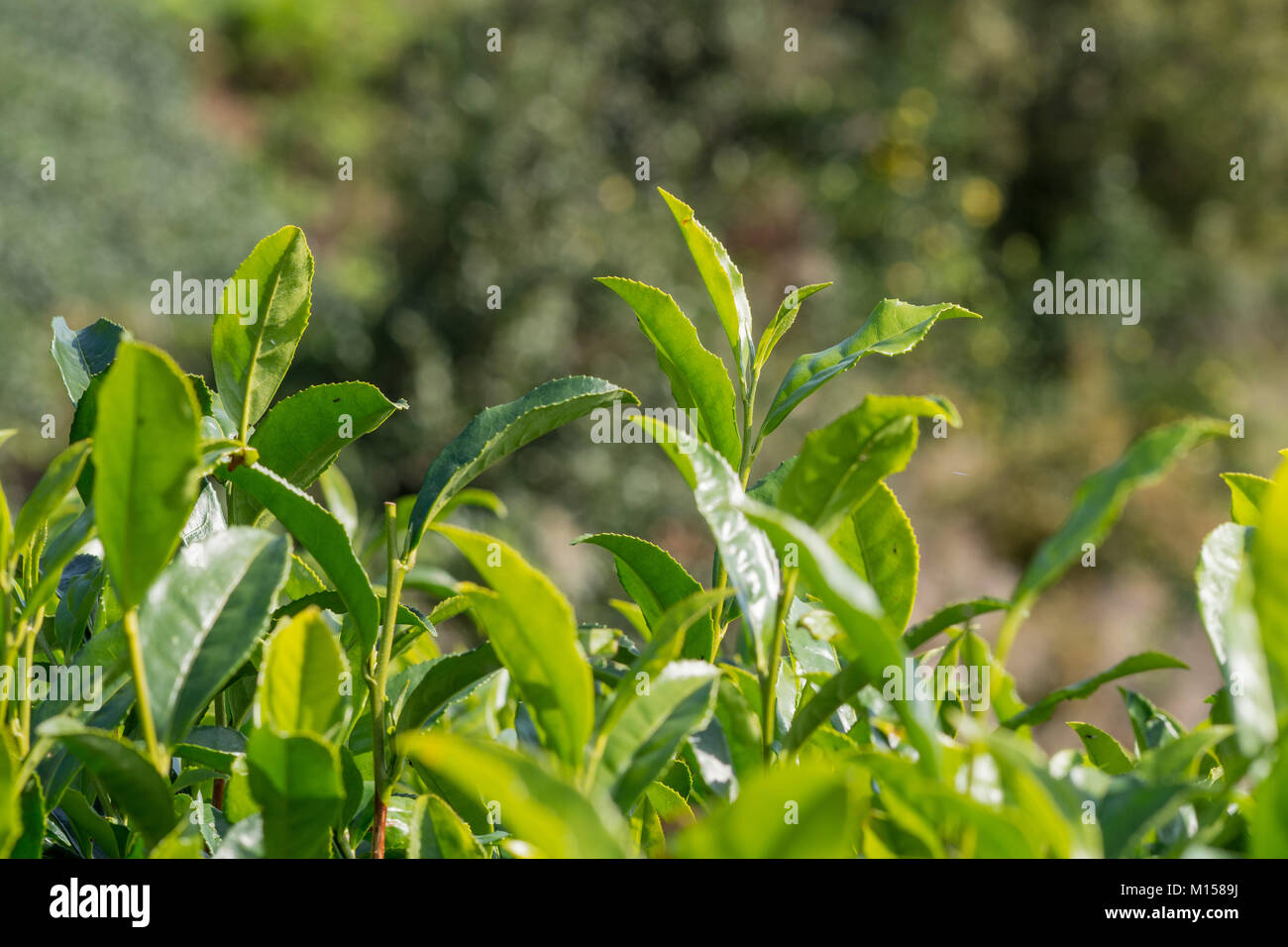 Japanese tea growing hi-res stock photography and images - Alamy
