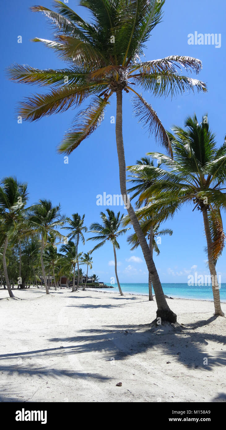 Dominican republic palm tree hi-res stock photography and images - Alamy