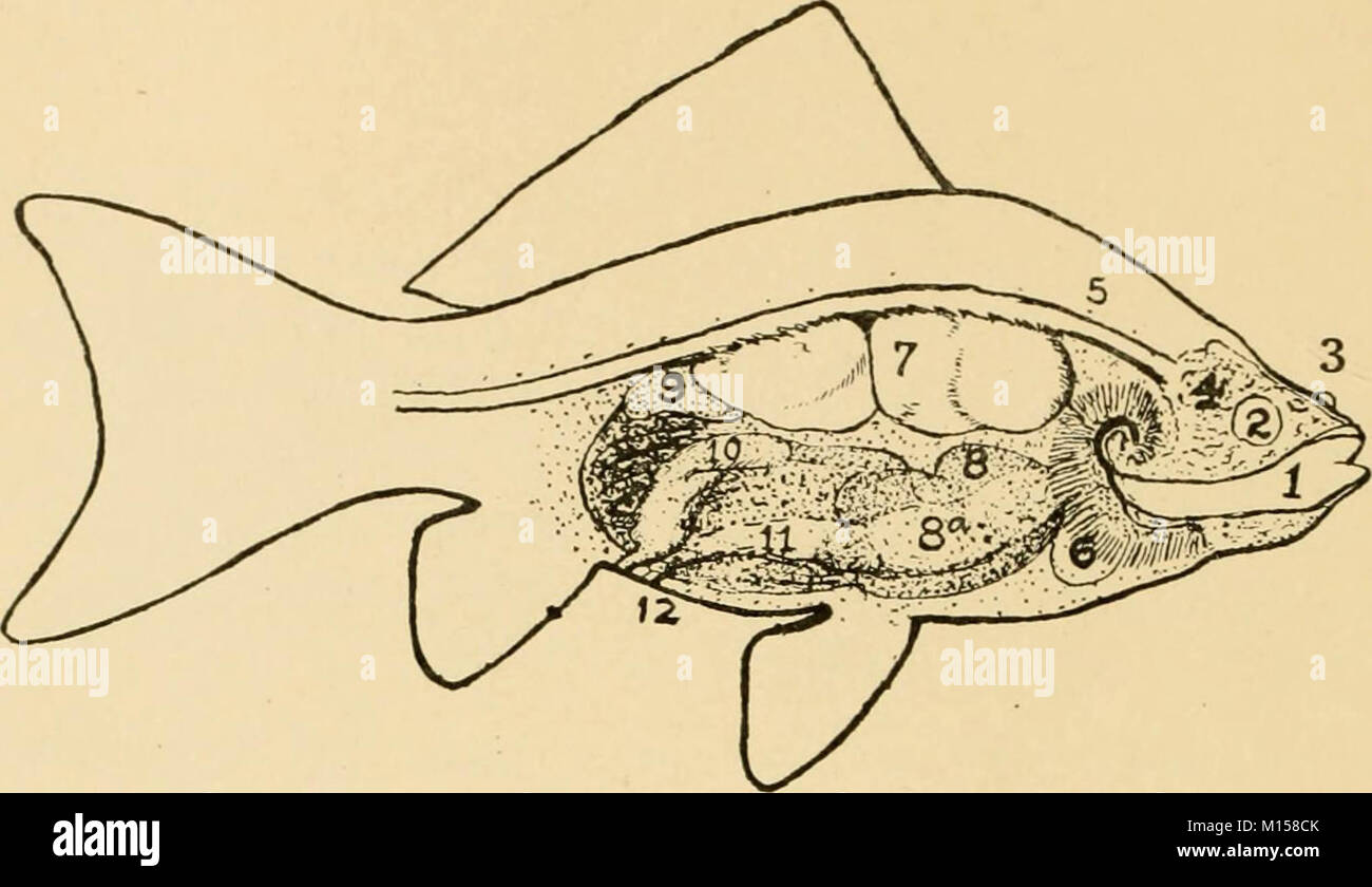 "Goldfish breeds and other aquarium fishes, their care and propagation ...