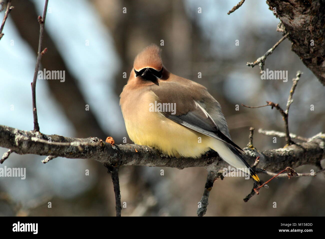 An individual Cedar Waxwing from a flock that showed up in March to ...
