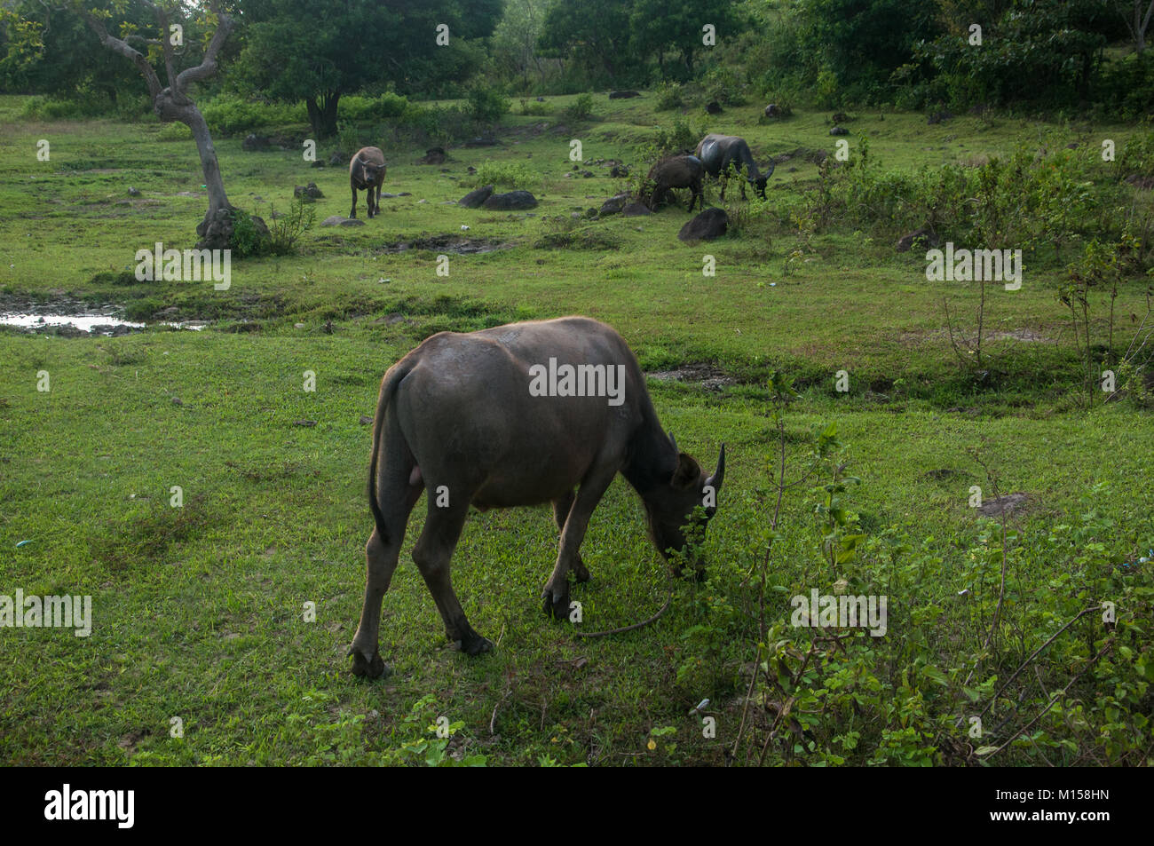 Sidrenreng rappang hi-res stock photography and images - Alamy