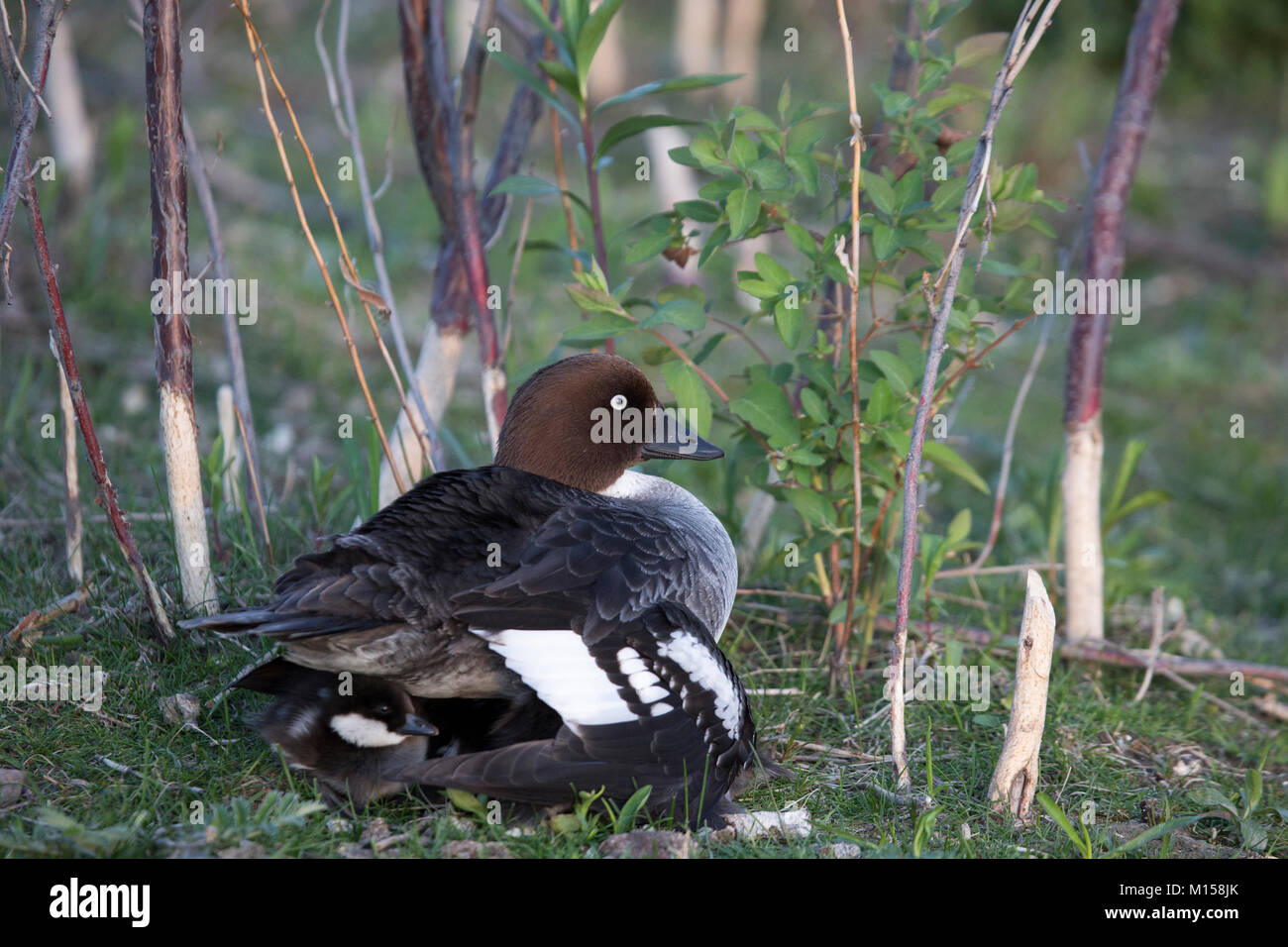 Hen common goldeneye hi-res stock photography and images - Alamy