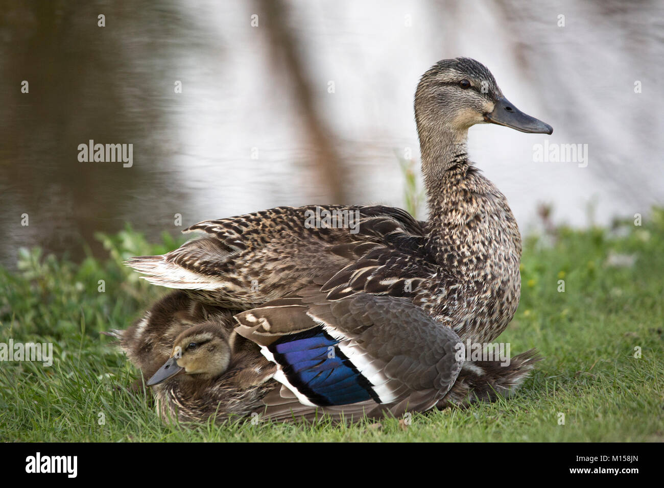 Mother duck brooding hi-res stock photography and images - Alamy