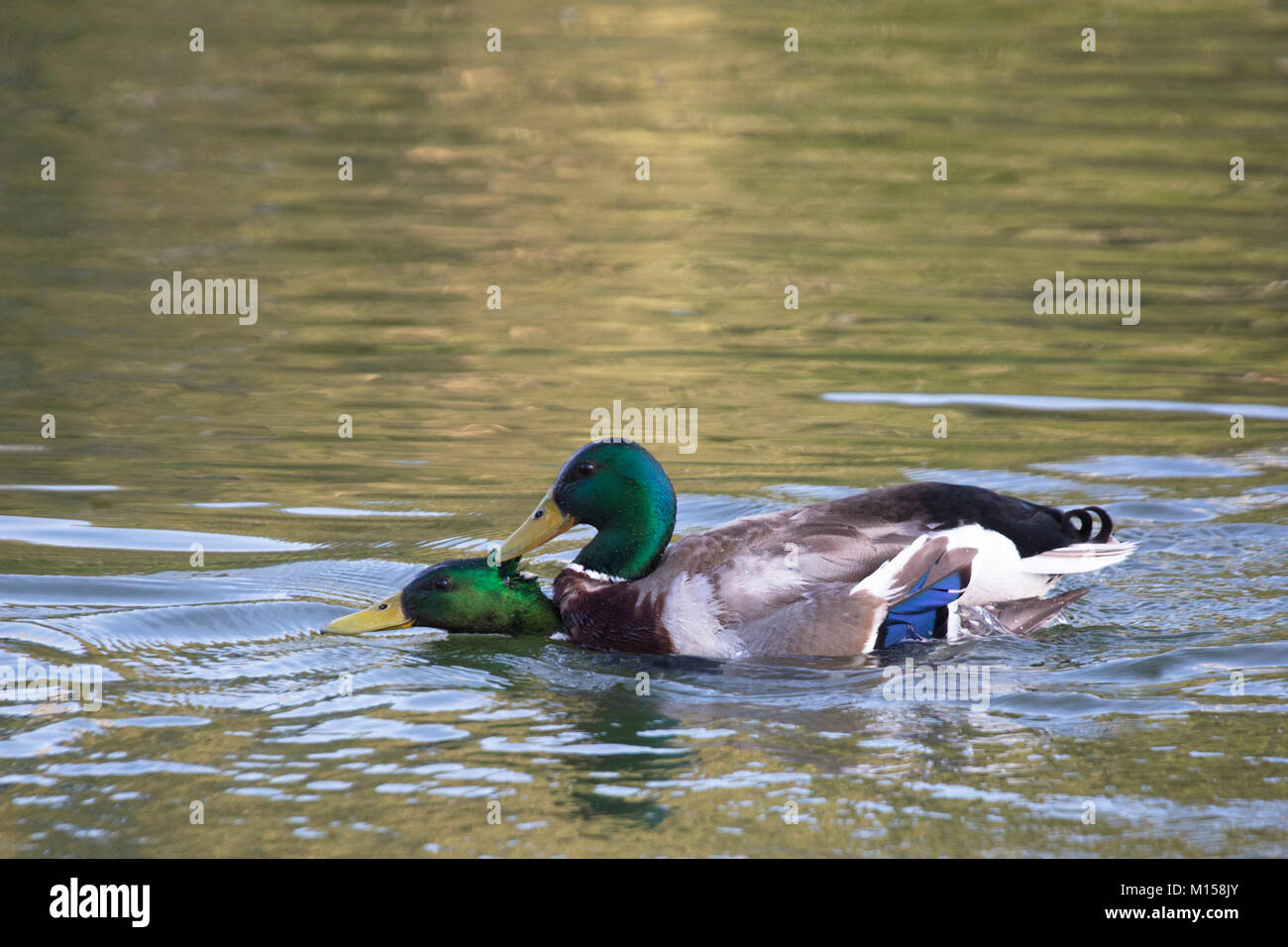 Male duck aggression hi-res stock photography and images - Alamy