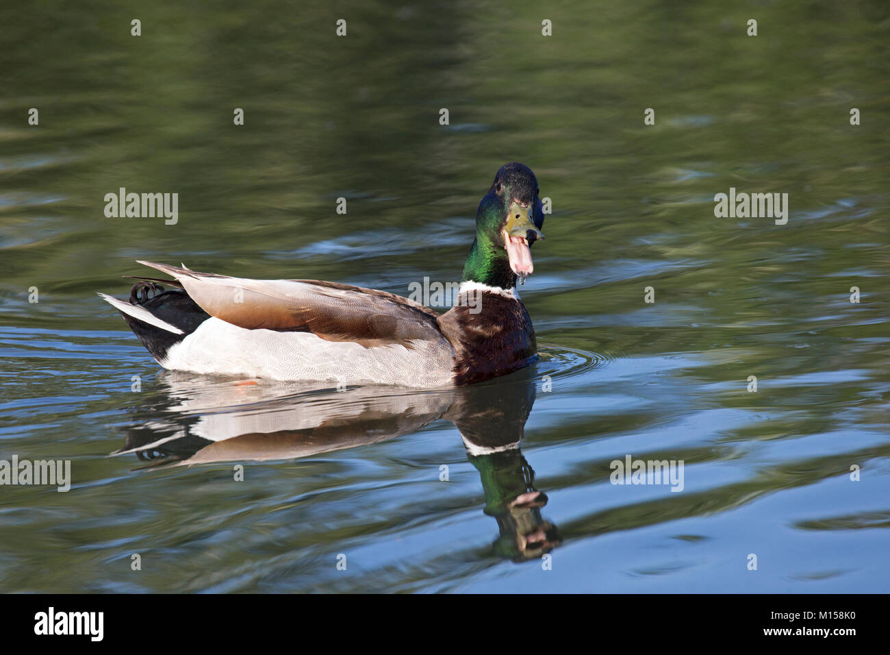 Mallard duck male (Anas platyrhynchos) quacking Stock Photo - Alamy