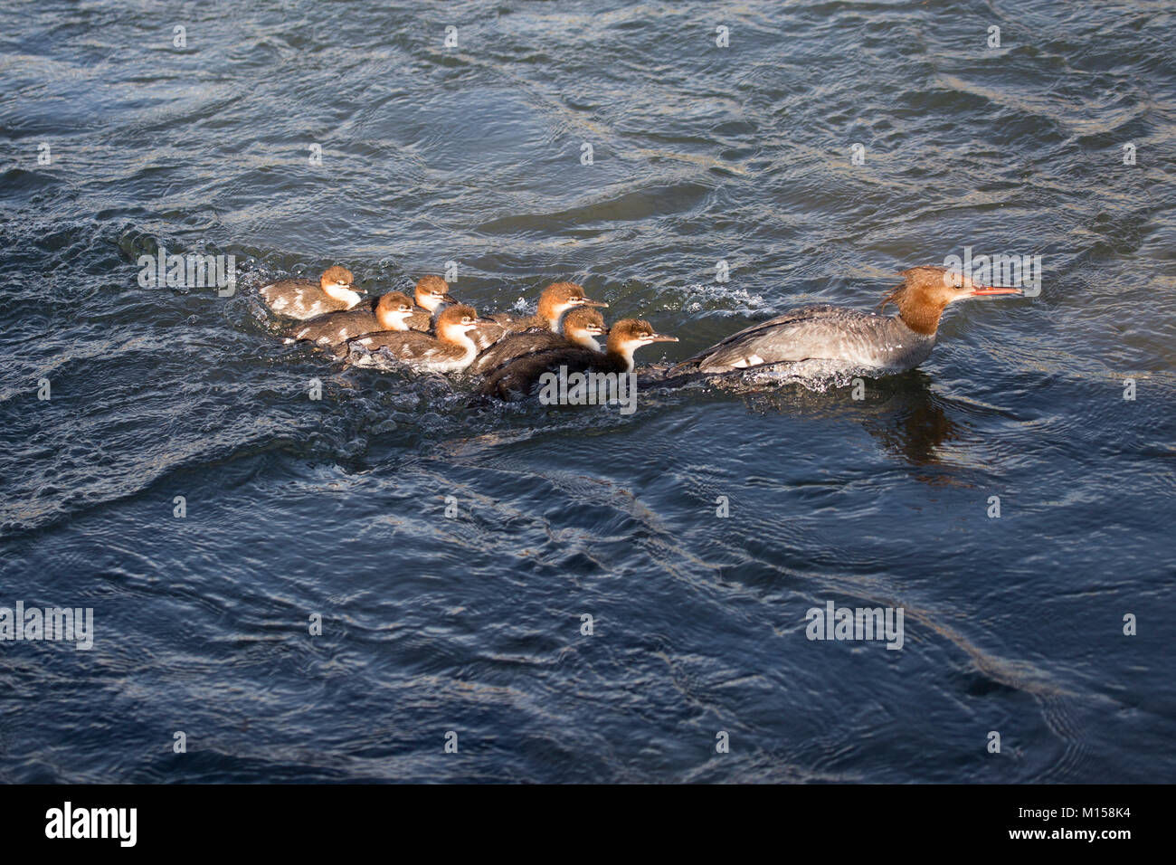 Female common merganser (Mergus merganser) swimming with her ducklings ...