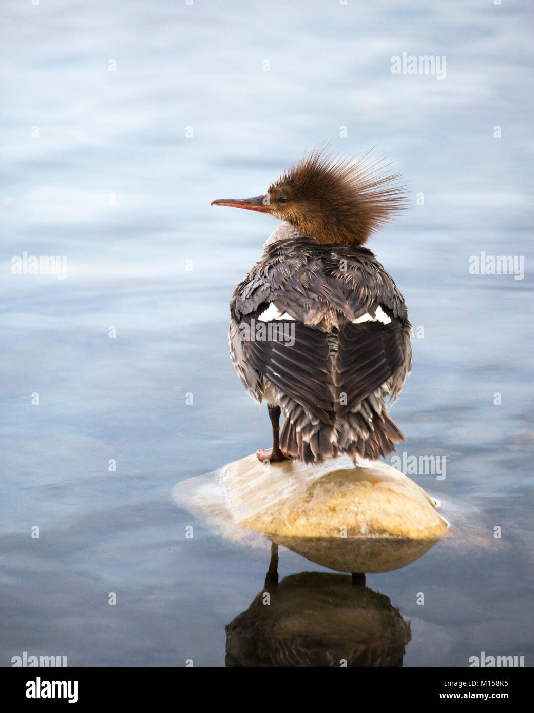Common mergansers hi-res stock photography and images - Alamy