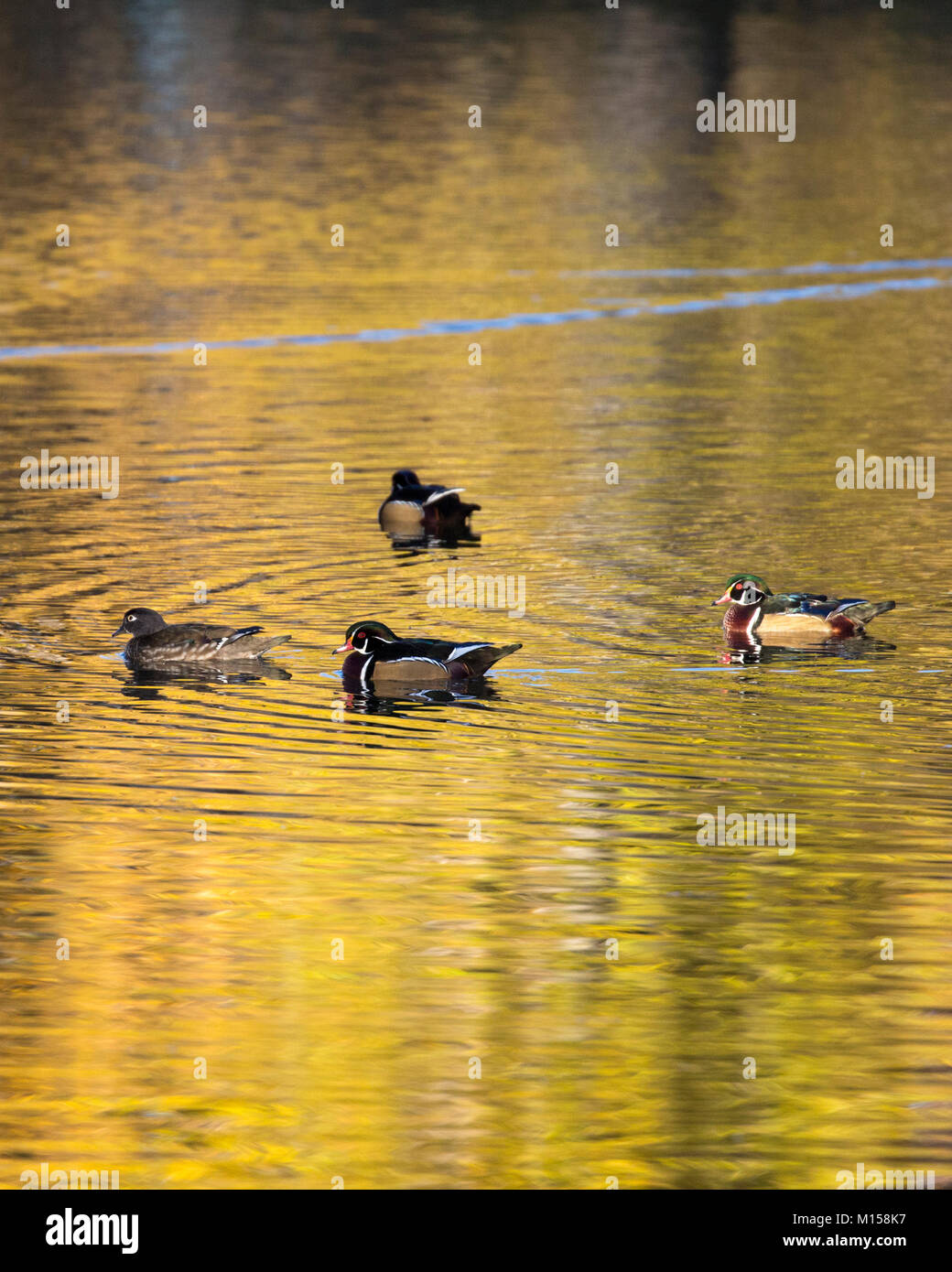 Flock of wood ducks (Aix sponsa) swimming with golden autumn foliage ...