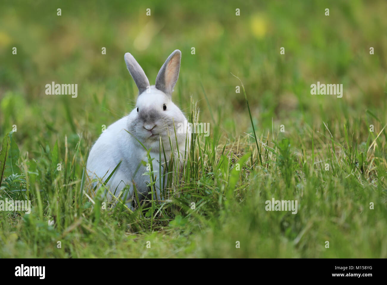 Rabbit on the pasture hi-res stock photography and images - Alamy