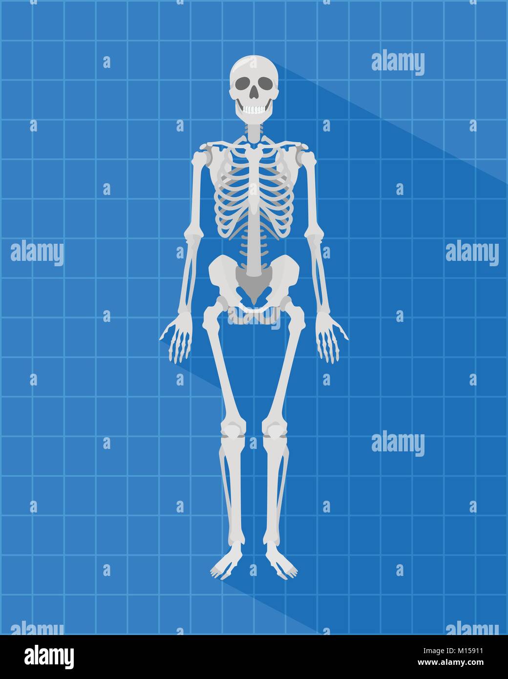 human skeleton with blueprint and long shadow style Stock Vector Image ...