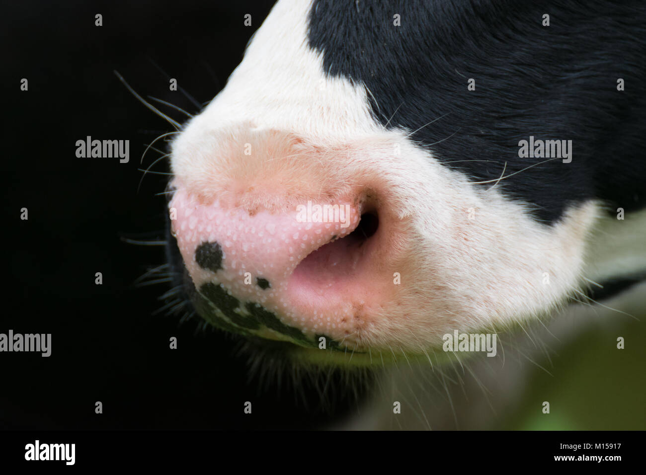 Milk cows germany hi-res stock photography and images - Alamy