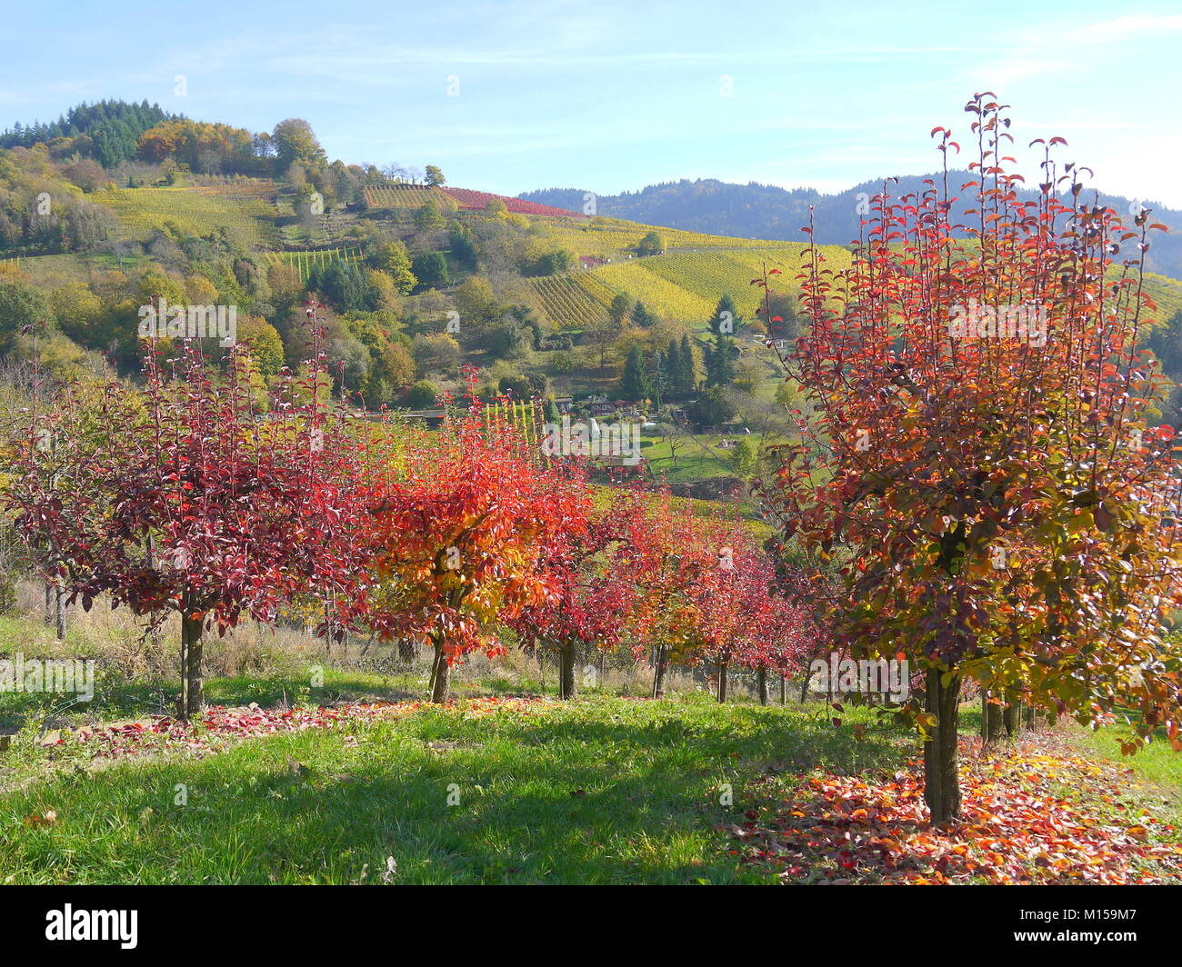 Fruit orchards hi-res stock photography and images - Alamy