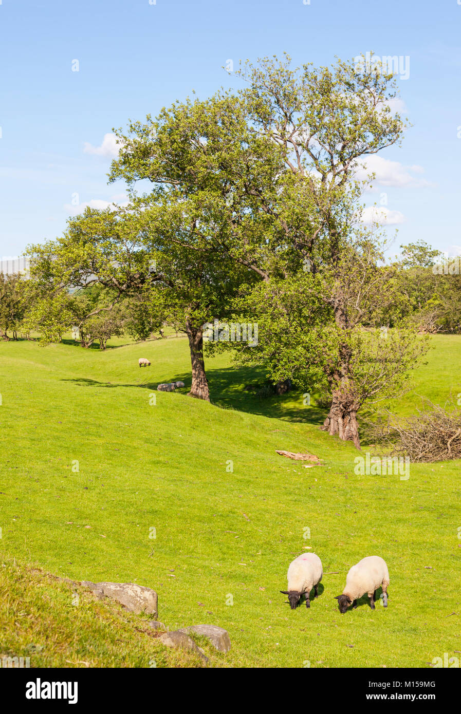 English agricultural landscape in the Yorkshire Dales with trees and ...