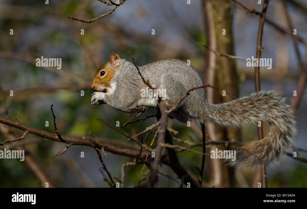 Alien species in british wildlife hi-res stock photography and images ...