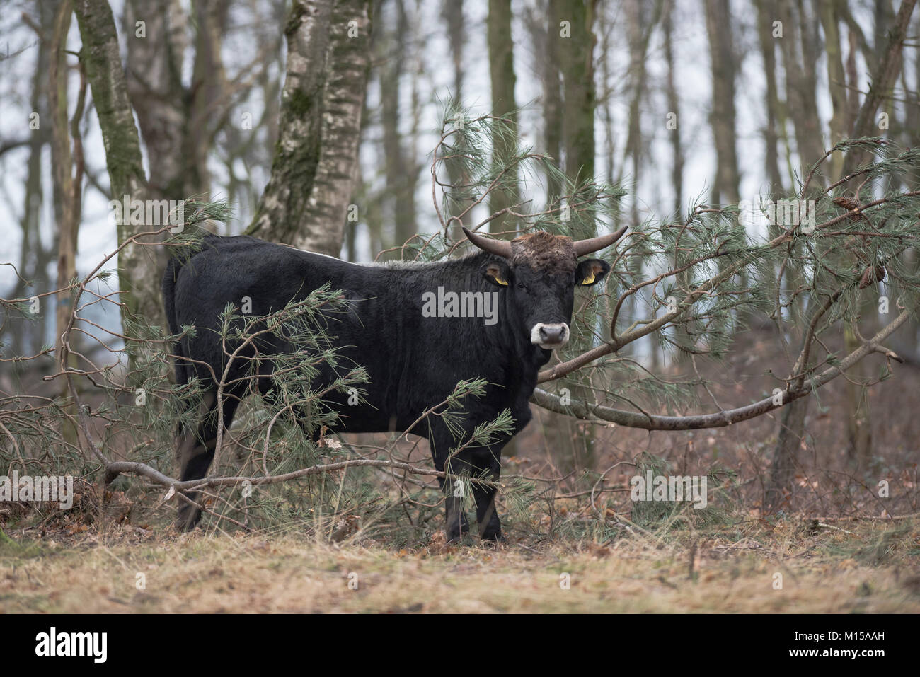 Bull bos taurus hi-res stock photography and images - Alamy