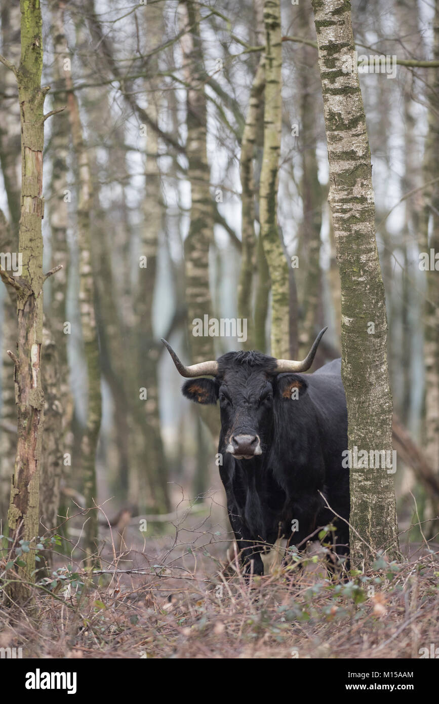 Bos taurus primigenius hi-res stock photography and images - Alamy