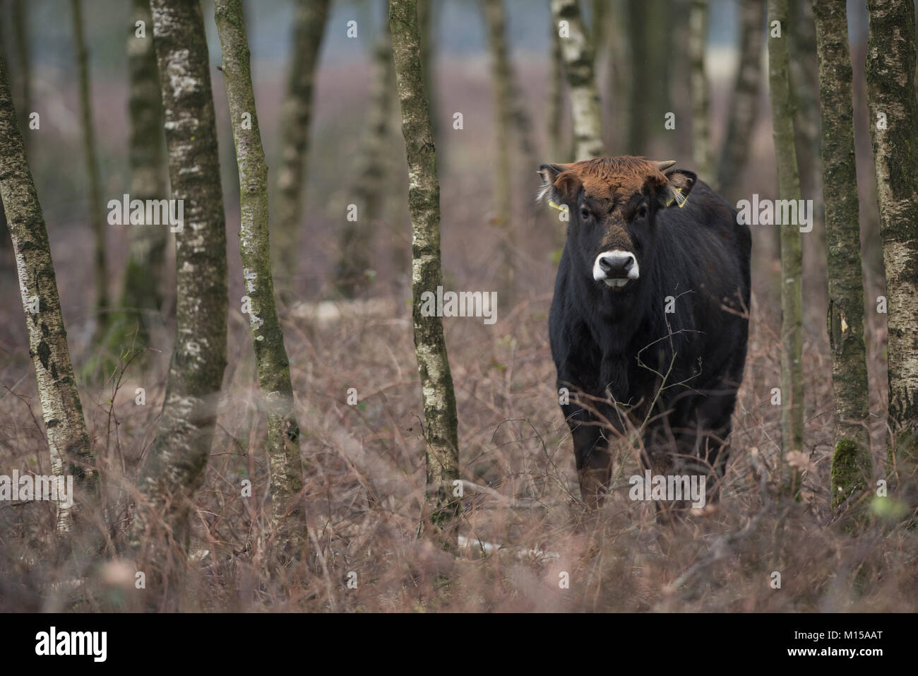 Auroxen hi-res stock photography and images - Alamy