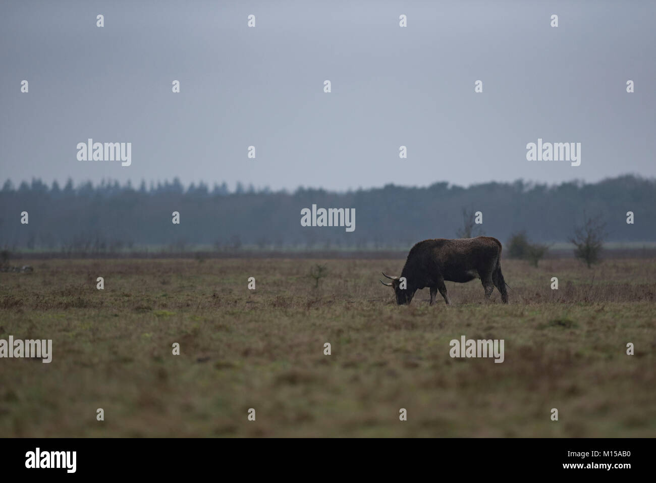 Aurox. Bos taurus primigenius Stock Photo - Alamy