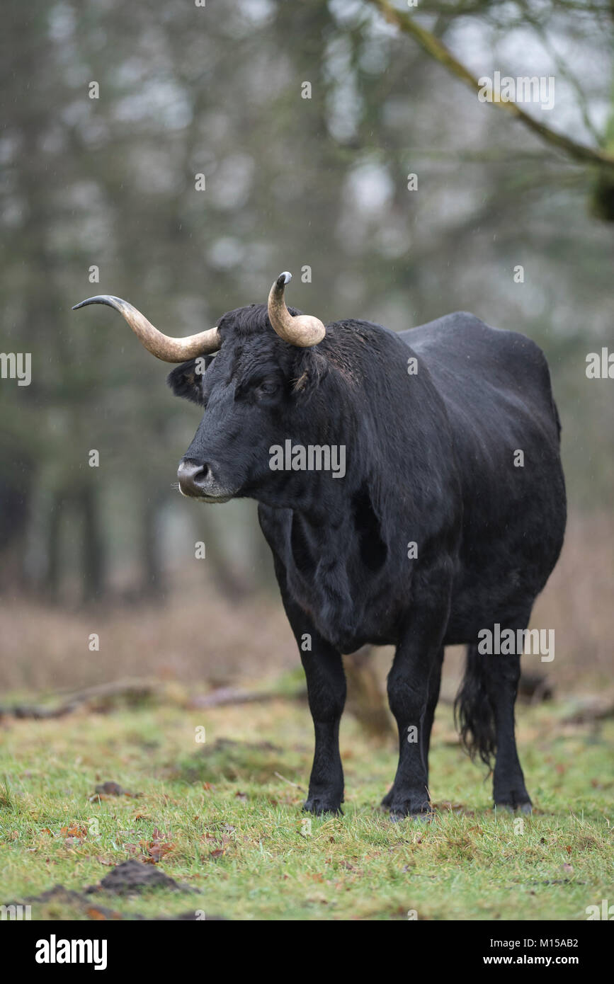 Aurox. Bos taurus primigenius Stock Photo - Alamy