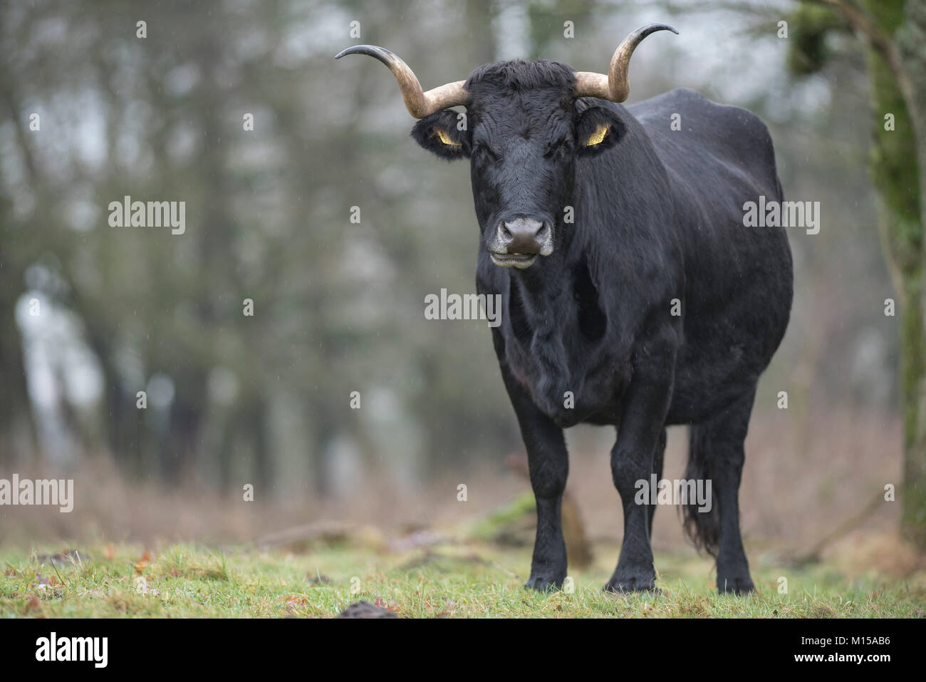 Auroxen hi-res stock photography and images - Alamy