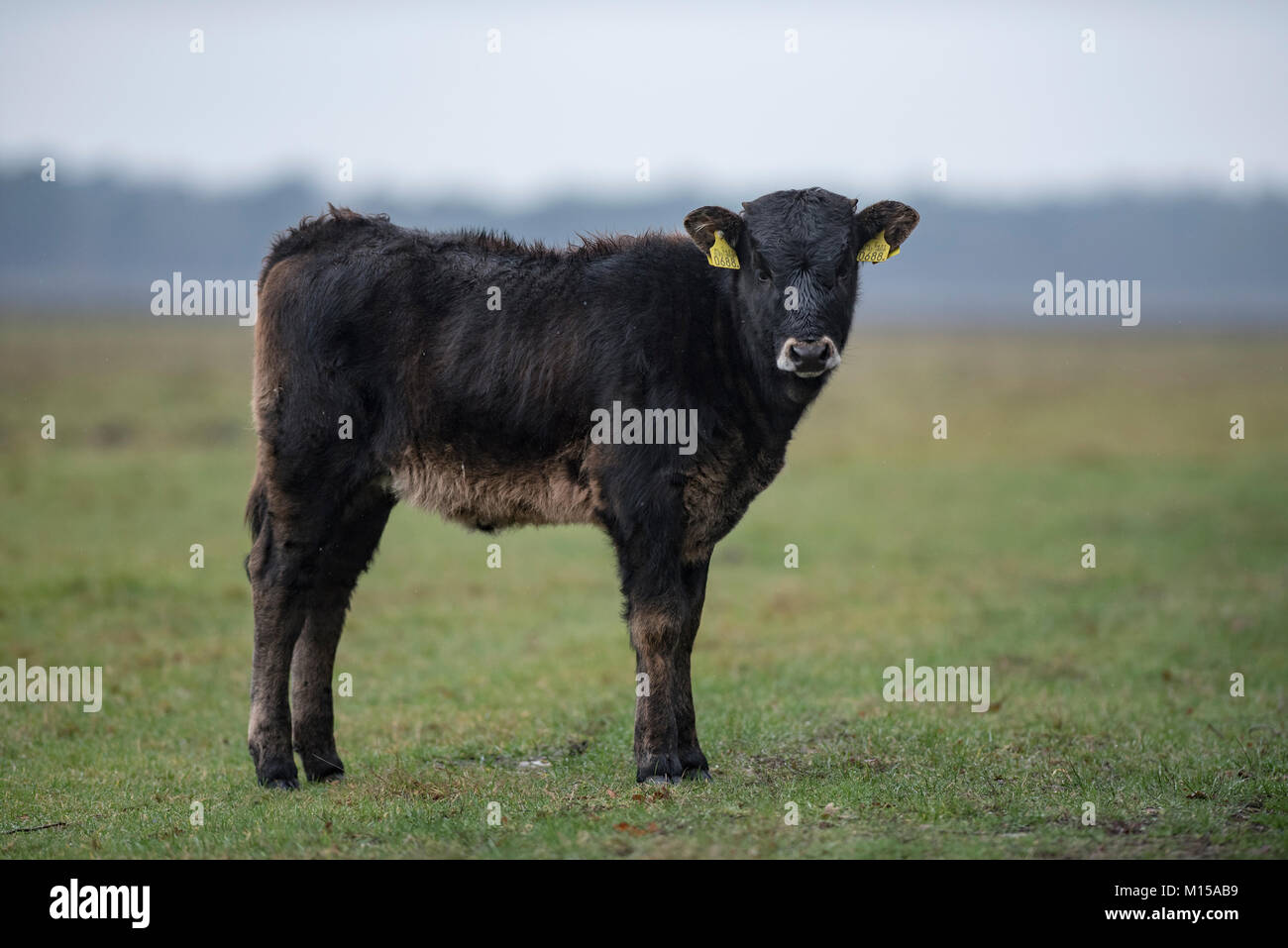 Bos taurus primigenius hi-res stock photography and images - Alamy