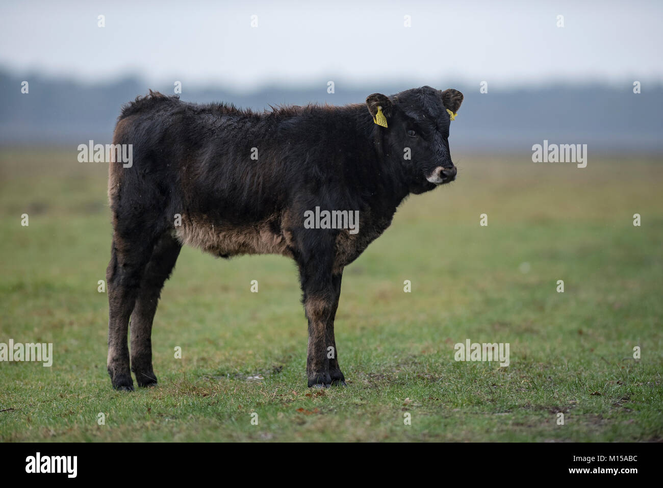 Auroxen hi-res stock photography and images - Alamy
