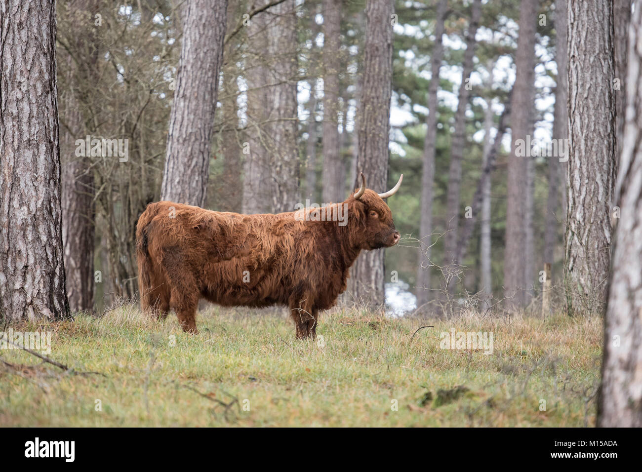 Red angus male hi-res stock photography and images - Alamy