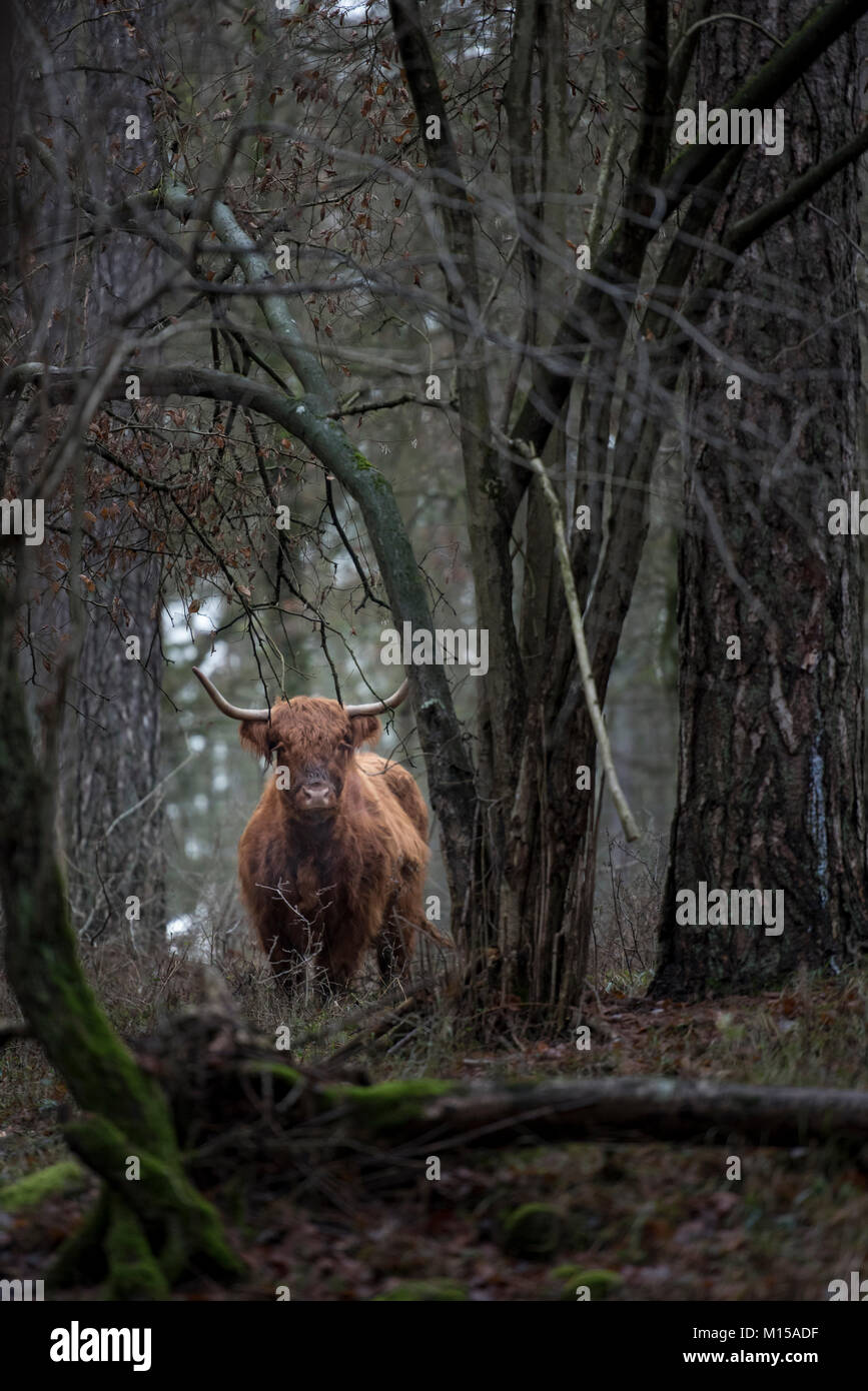 Red angus male hi-res stock photography and images - Alamy