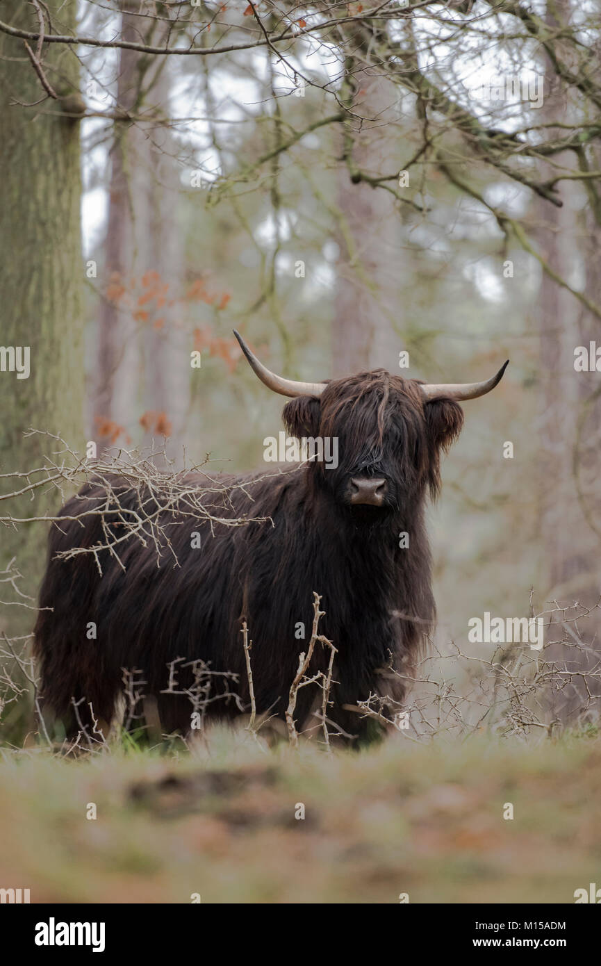 Scottish angus cow and calf hi-res stock photography and images - Alamy