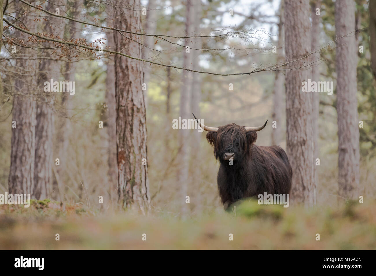 Red angus male hi-res stock photography and images - Alamy