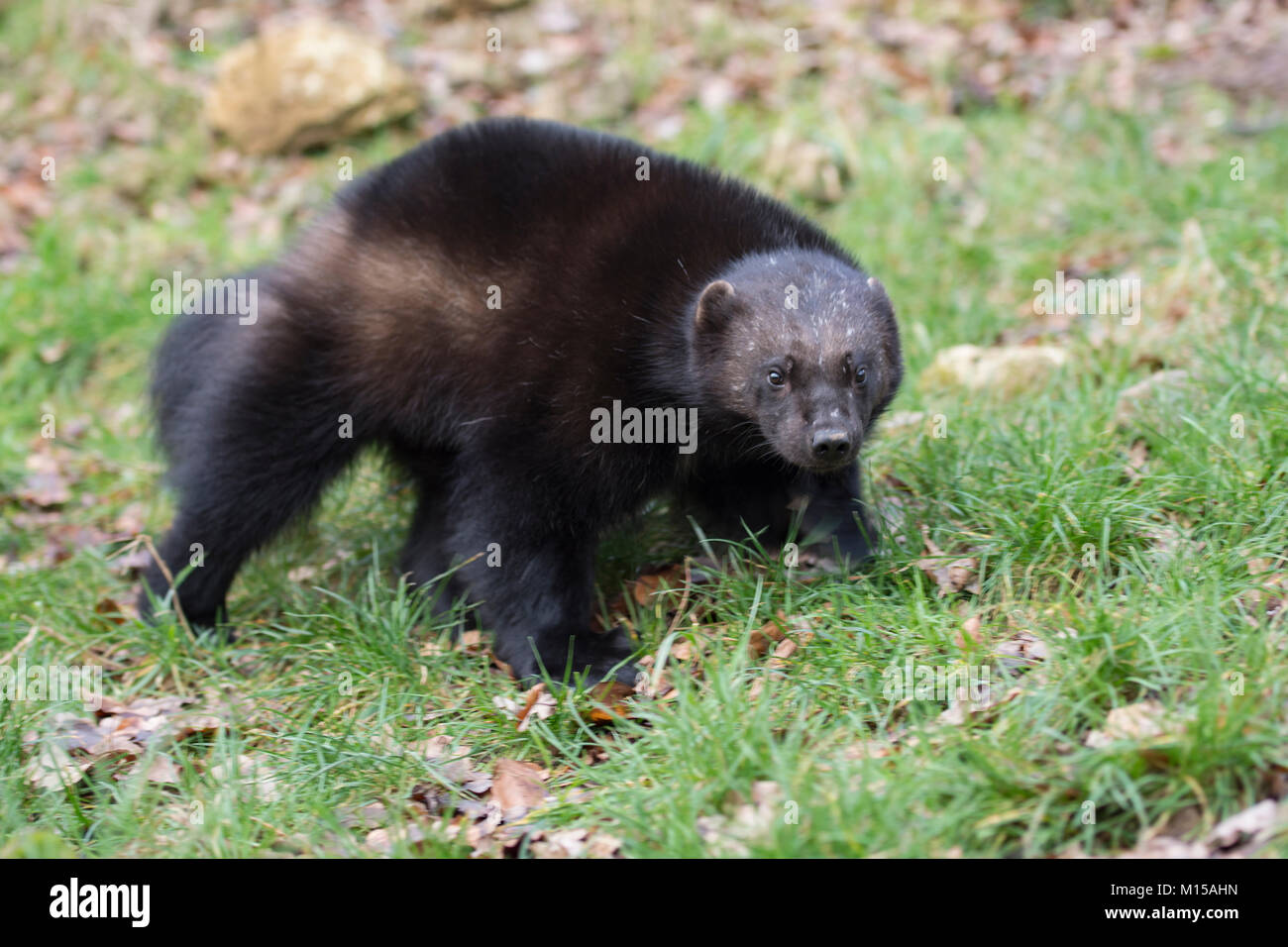 Gulo hi-res stock photography and images - Alamy