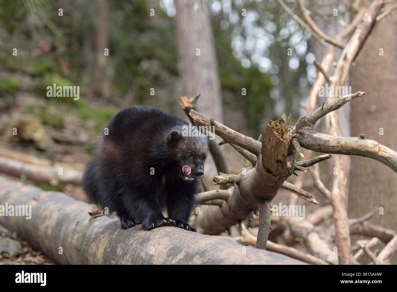 Wolverine, Gulo gulo Stock Photo - Alamy