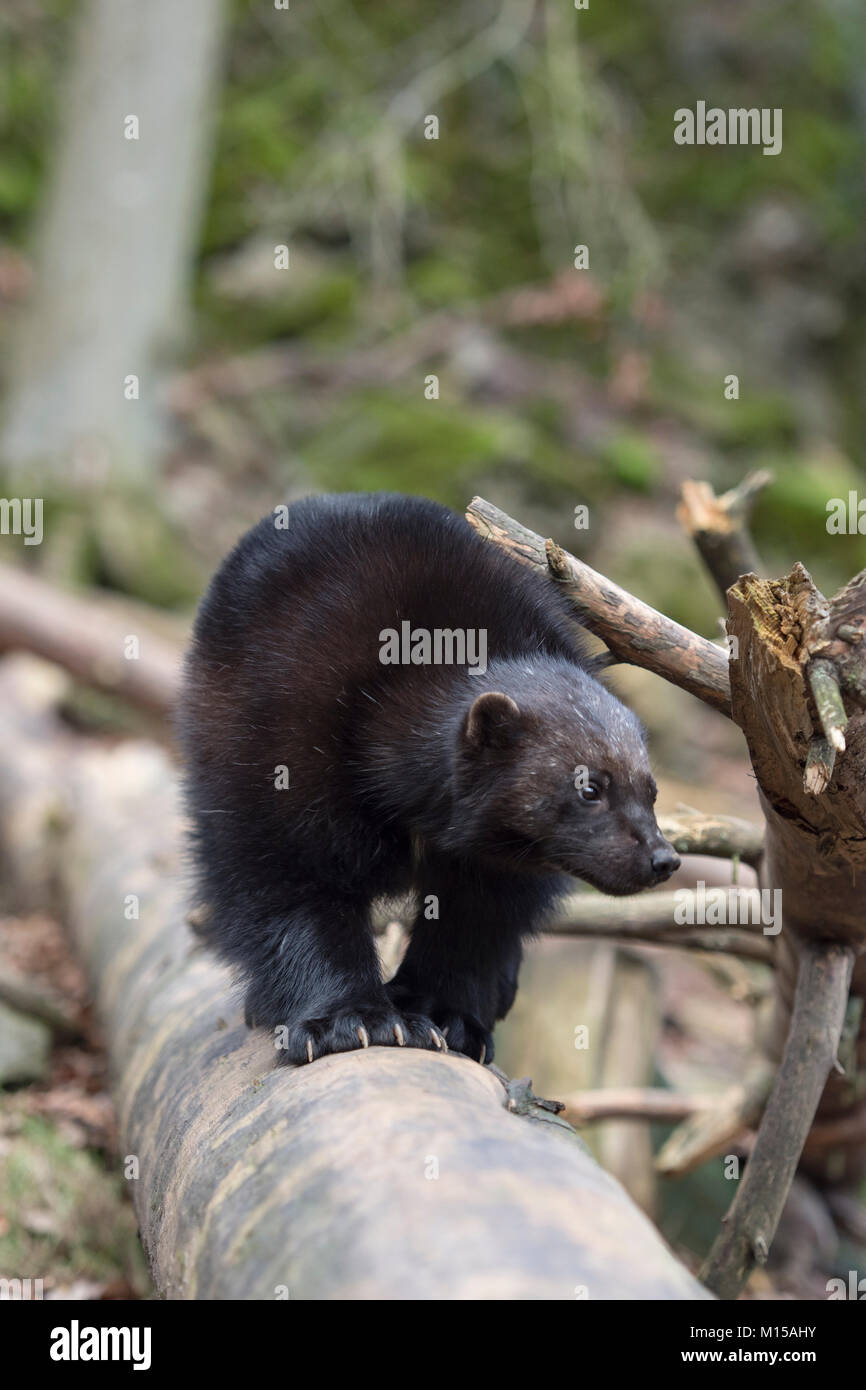 Wolverine, Gulo gulo Stock Photo - Alamy