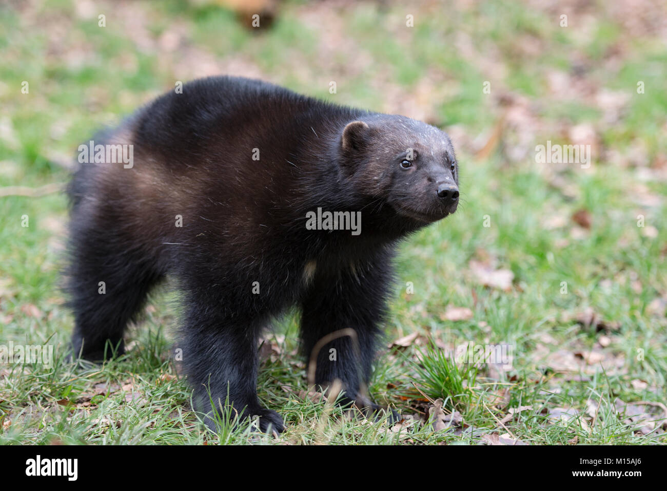 Wolverine, Gulo gulo Stock Photo - Alamy