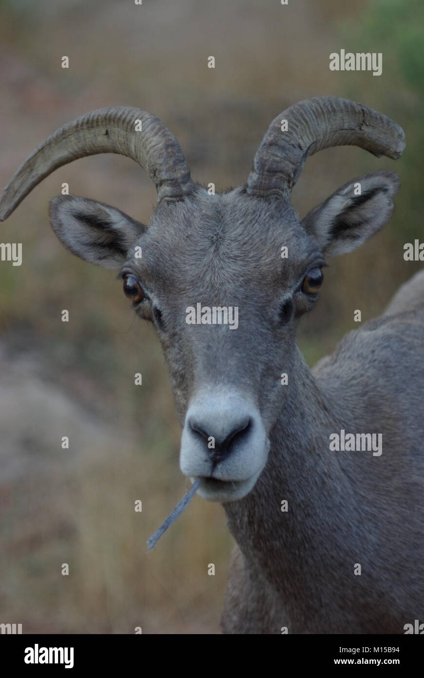 Antelope Jackrabbit High Resolution Stock Photography and Images - Alamy
