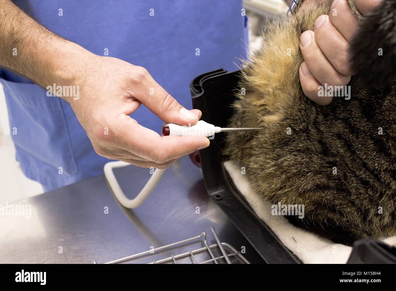 Masculine veterinarian taking a ginger cat temperature Stock Photo - Alamy
