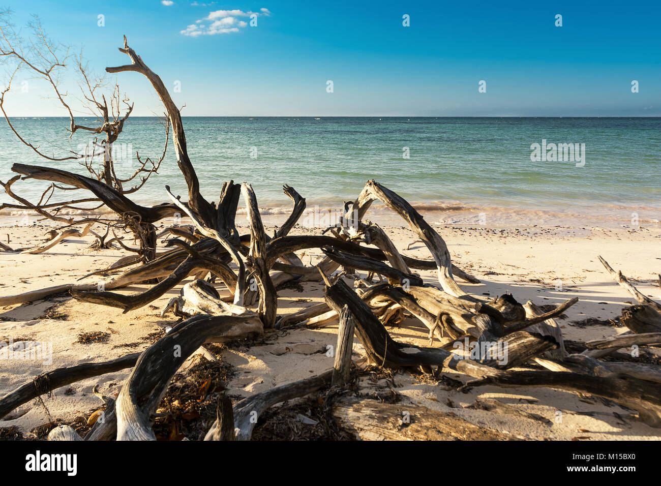 Dried branches on the beach of Cayo Jutias near Vinales (Cuba Stock ...