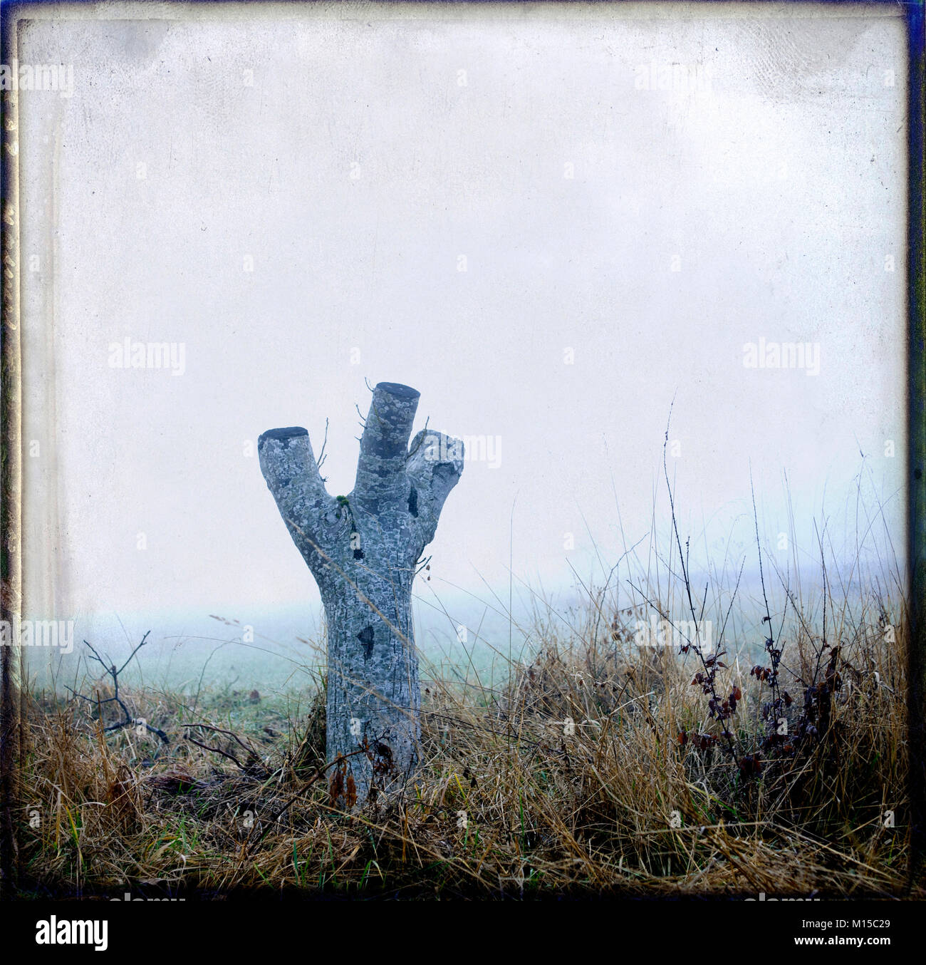 Tree trunk art hi-res stock photography and images - Alamy