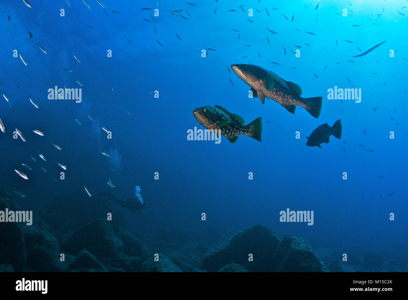 Underwater canary island marine life hi-res stock photography and ...