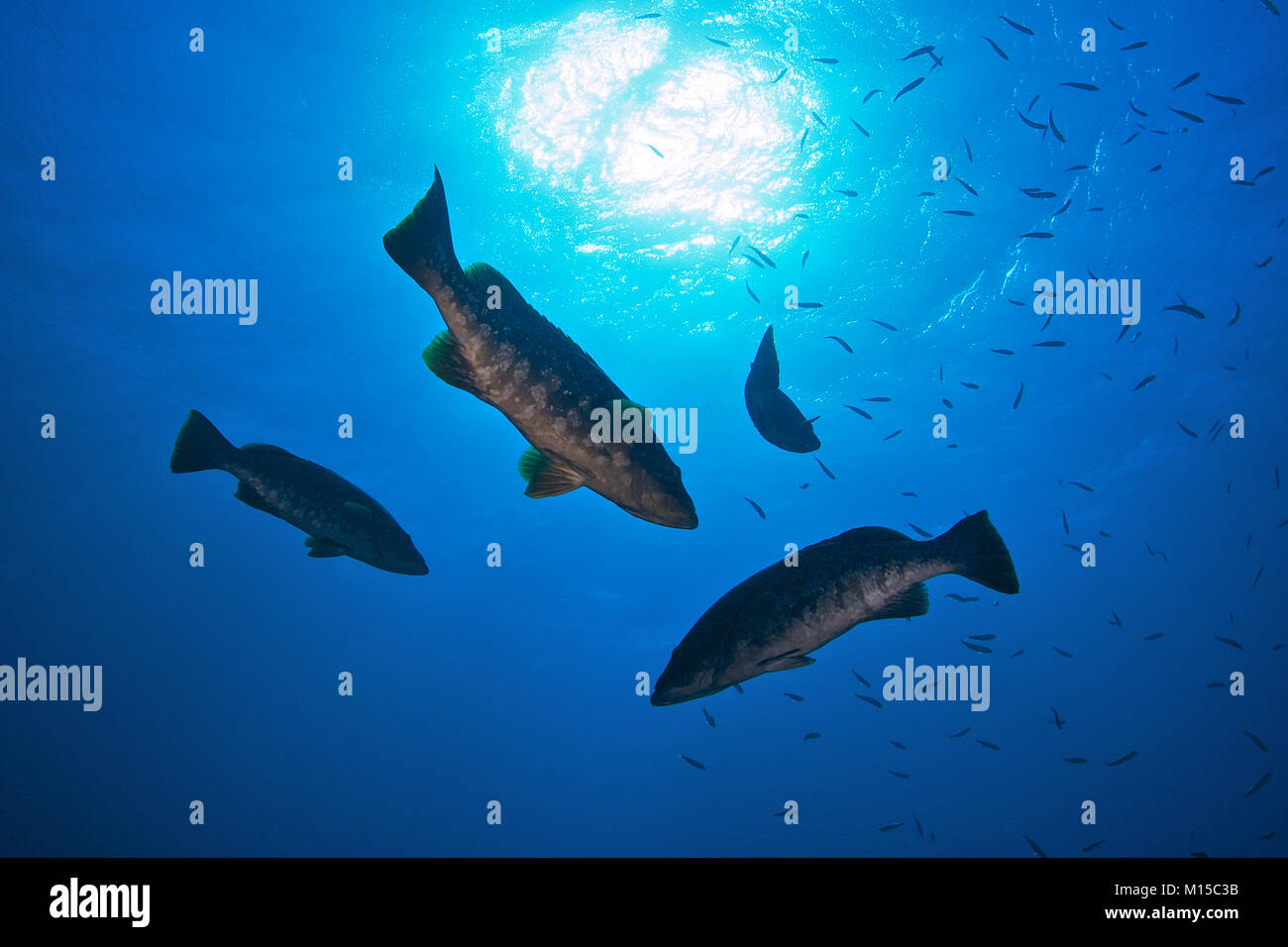 Underwater canary island marine life hi-res stock photography and ...