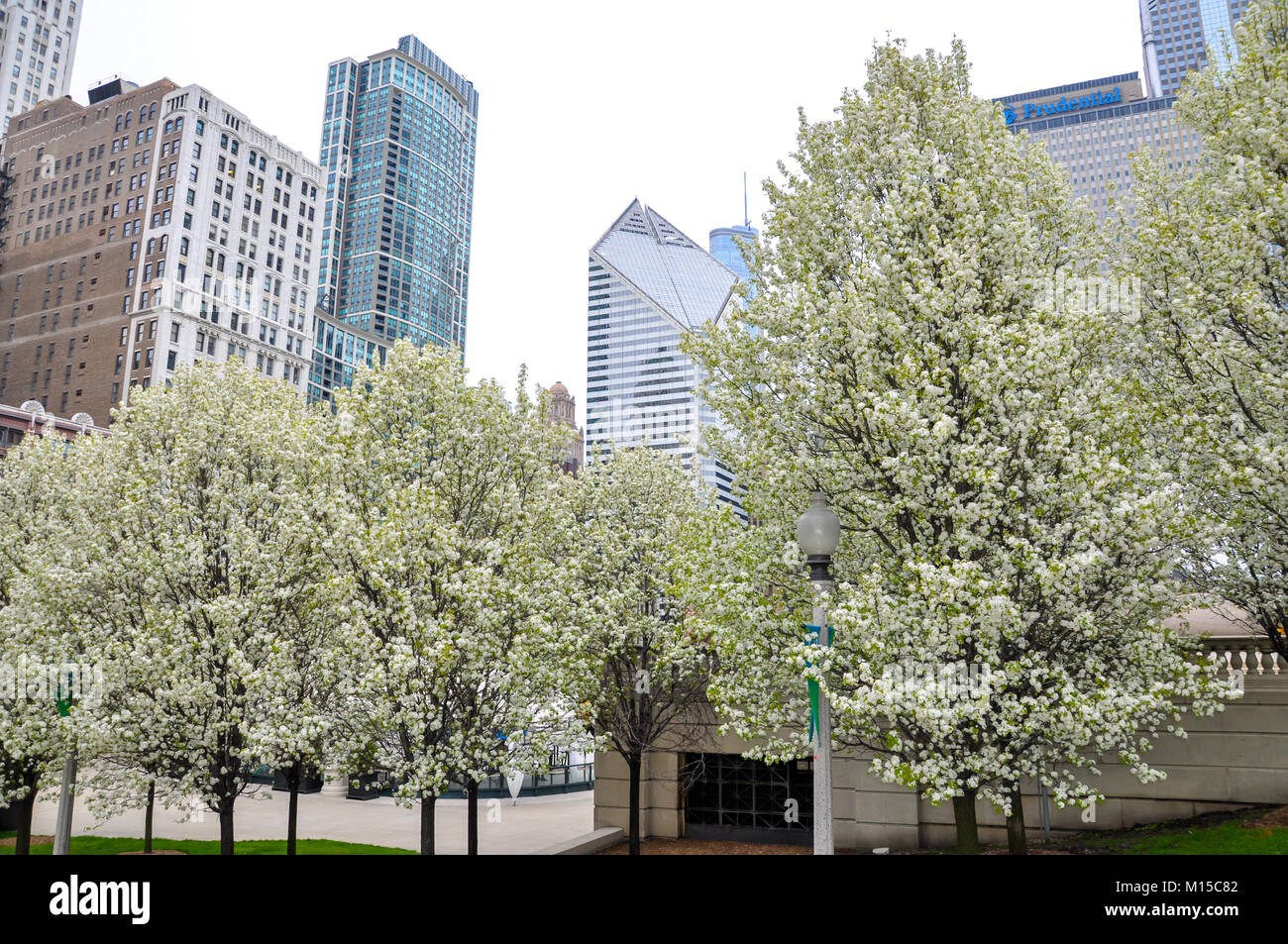 CHICAGO, IL - MAY 5, 2011 - Trees in full blossom during spring season ...