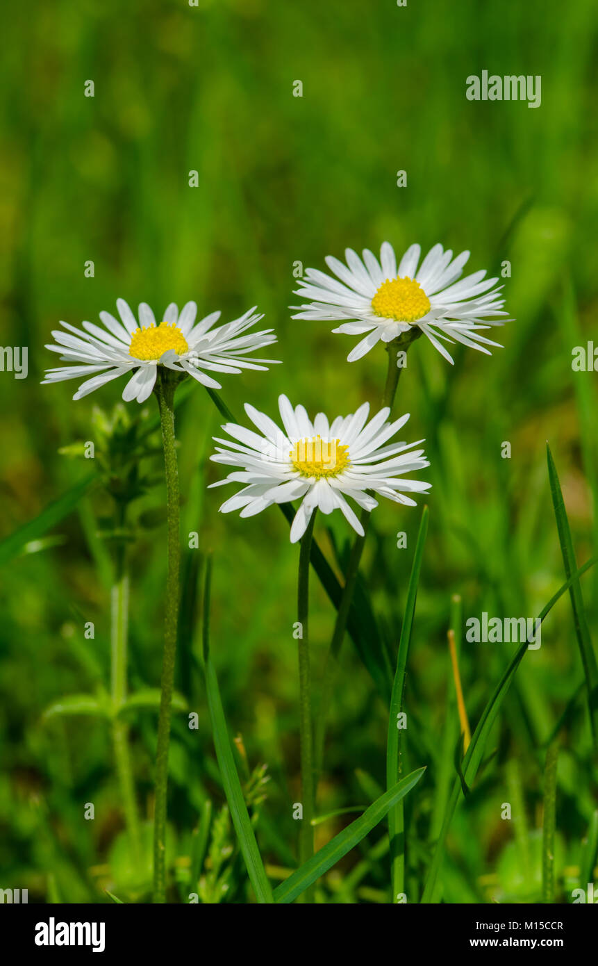 group of daisy on green background Stock Photo - Alamy