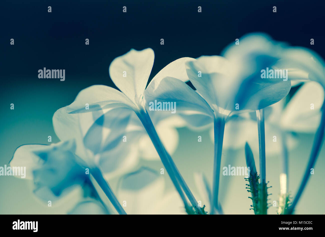 Blue haze effect hi-res stock photography and images - Alamy