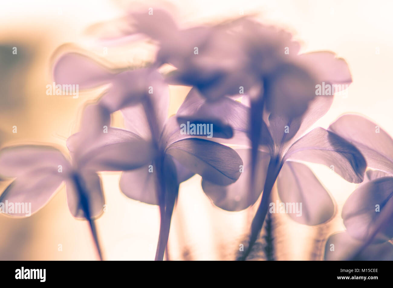 soft pink flower haze effect Stock Photo - Alamy